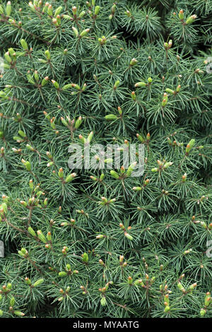 Texture of lush spruce branches Stock Photo - Alamy