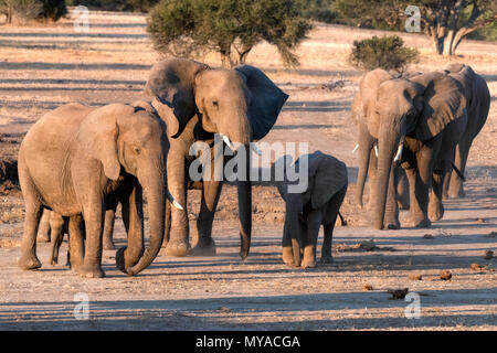 Breeding herd of Elephants at The Mashatu Game Reserve in Botswana ...