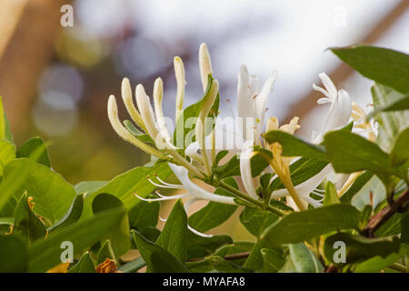 Lonicera honey baby honeysucke in garden Stock Photo - Alamy
