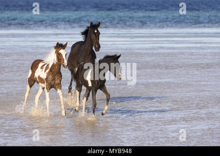 Barb horse. Bay horse and Pinto foals walking in shallow water. Egypt ...