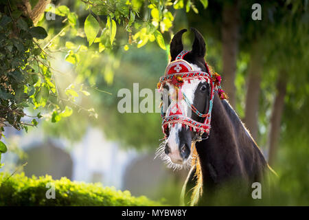Marwari Horse. Black mare with with traditional tack, portrait. India ...