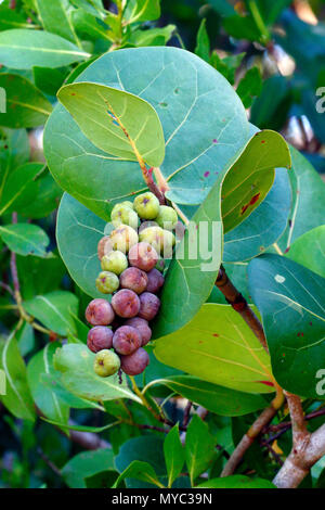 Bunch of sea grapes (Coccoloba uvifera) Growing on the beach, on the ...
