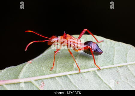 Broad-headed Bug - Hyalymenus longispinus Stock Photo - Alamy