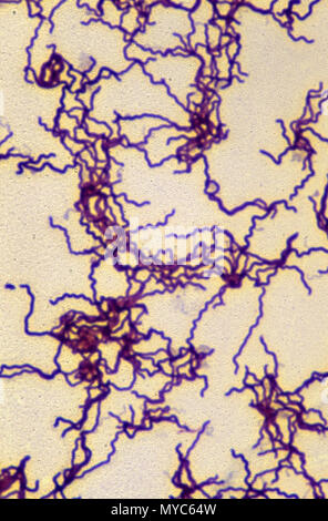 Treponema pallidum bacterium Stock Photo - Alamy