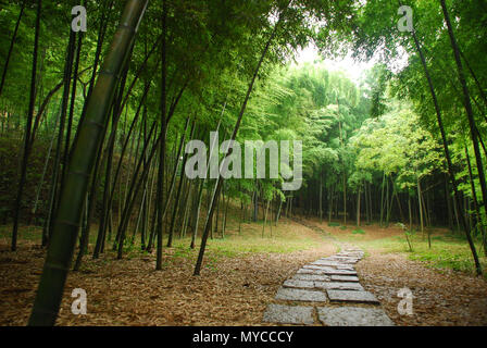 Mysterious bamboo forest Stock Photo - Alamy