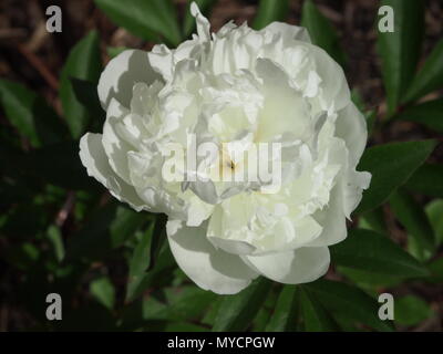 Single White peony flower, fully open, close up Stock Photo - Alamy