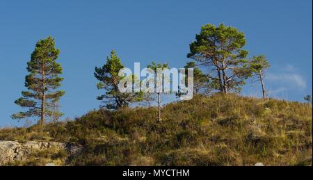 Young Scots pine trees (Pinus sylvestris) growing near rocky shore of ...