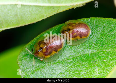 A geiger tree tortoise beetle, Physonota calochroma, on a geiger tree ...