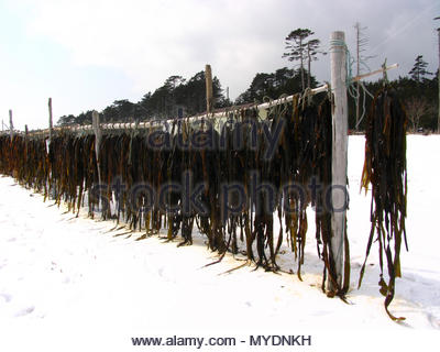 Seaweed drying on rack Stock Photo: 17786362 - Alamy