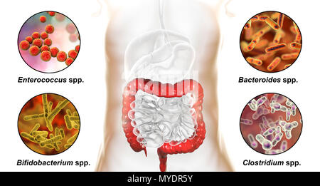 Illustration of Bifidobacterium bacteria in the human intestine. This ...