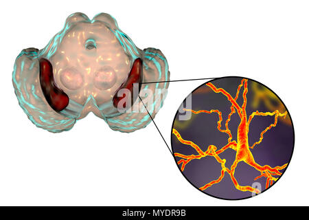 Substantia nigra. Computer illustration showing a healthy substantia ...