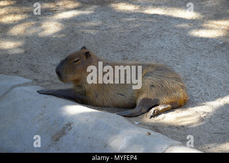 A capybara lying down Stock Photo - Alamy