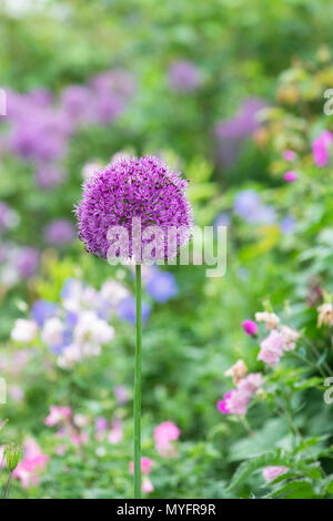 Selective focus of a growing green onion bud in the garden Stock Photo ...