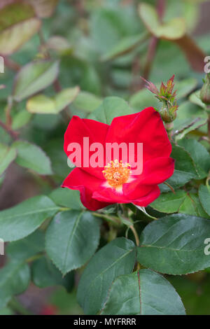Rosa 'Home Run’. Shrub Rose Stock Photo - Alamy