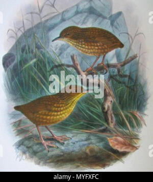 Stephens Island Wren Stock Photo - Alamy