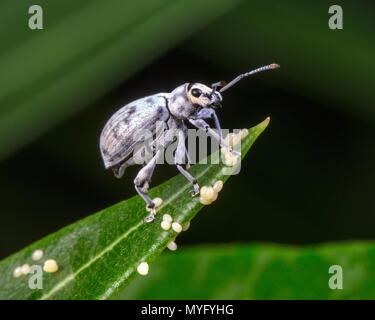 Little Leaf Notcher (Artipus floridanus) Insecta Stock Photo - Alamy