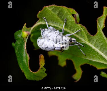 The Little Leaf Notcher is a Florida weevil that is a threat to all ...