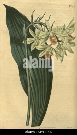 . Illustration of Geodorum citrinum . 1821. Weddell sc. 238 Geodorum ...