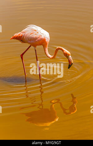 Galapagos Islands, Ecuador. Pink flamingo (Phoenicopterus ruber ...