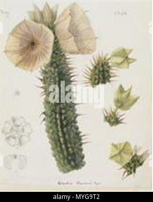 An illustration from Curtis's Botanical Magazine, volume 63, series 10 ...