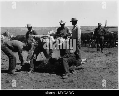 Branding cattle at the Wind River Agency, an important site for Native ...