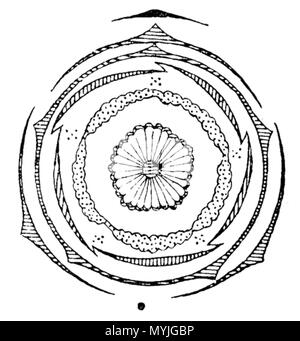 . Diagram of a flower of Malva (Malvaceae) . scanned 11 June 2006. de ...