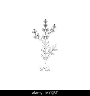 Sage icon on white, vector Stock Vector Image & Art - Alamy