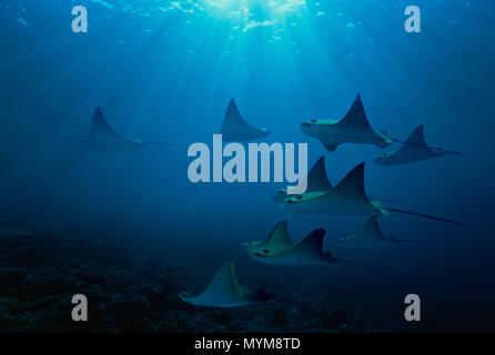 School of Pacific Cownose Rays (Rhinoptera steindachneri) glide above ...