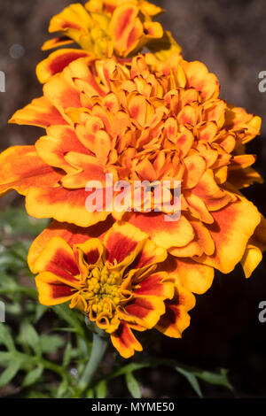 Orange and red tagetes or Marigold flowers in the home garden. Tagetes ...