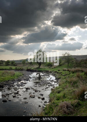 The river Hepste (Afon Hepste) at Tir-yr-onen, near Penderyn, Brecon ...