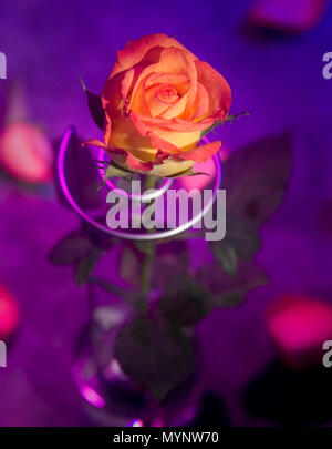 Yellow Rose On Red Stock Photo - Alamy