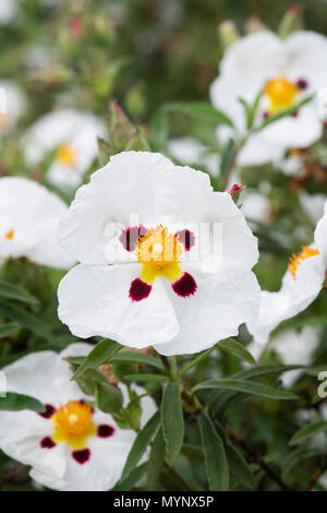 Cistus x laxus 'Snow White' close up of flower Stock Photo - Alamy