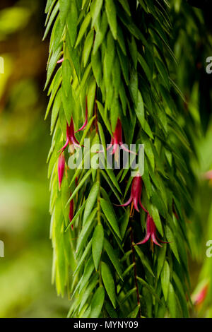 Flowers of epiphytic plant (Ceratostema rauhii Stock Photo - Alamy