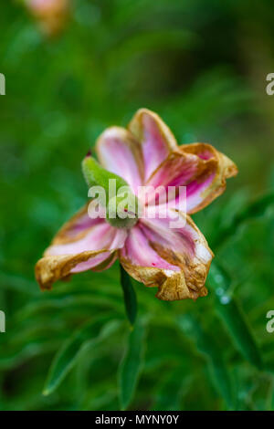A form of Common Peony, Paeonia officinalis ssp. huthii in flower in ...