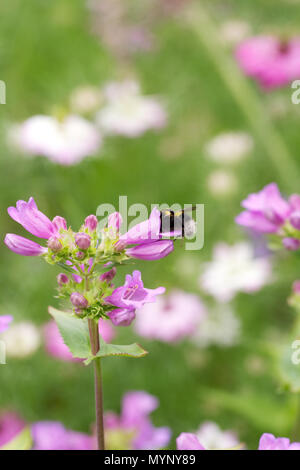 Penstemon azureus flowers Stock Photo - Alamy