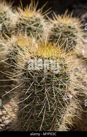 cactus spiky succulent green plants with spines in phallic shape of ...