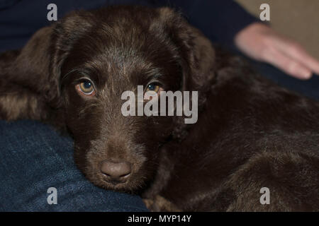 Merlin brown male labradoodle dog animal inside posing watching looking ...
