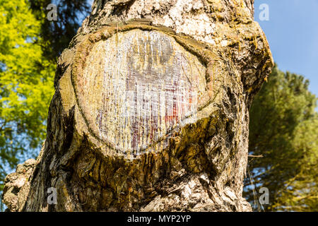 Tree sap, Xylem sap, Phloem sap, blood of tree, tree blood, bleeding ...