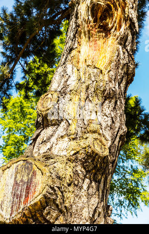 Tree sap, Xylem sap, Phloem sap, blood of tree, tree blood, bleeding ...