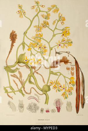 Pseudovanilla foliata (as. Galeola ledgeri) - FitzGerald, Australian ...