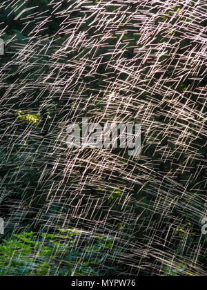 water sprinkler patterns in garden Stock Photo - Alamy