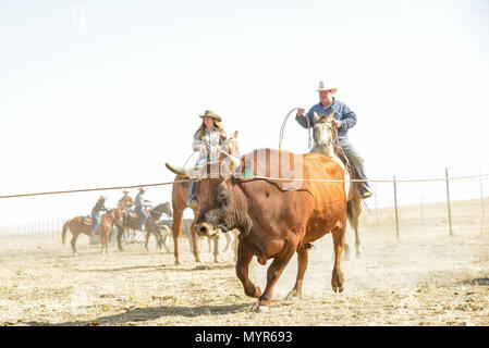 Cowboys in action riding horseback and roping a bull. bull is ...
