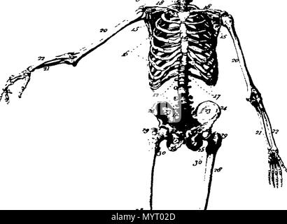. English: Fleuron from book: An anatomical exposition of the structure ...