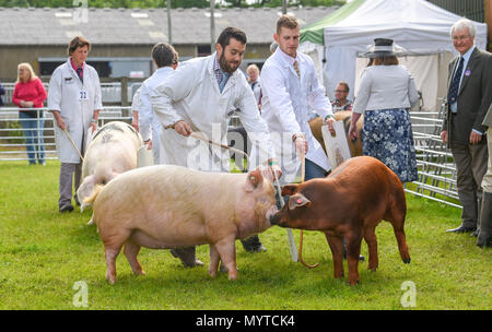 pig at the south of england show ardingly Stock Photo - Alamy