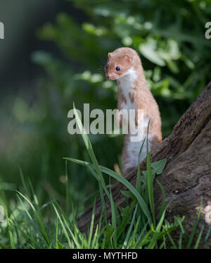 European Weasel - Mustela nivalis, Uk Stock Photo - Alamy