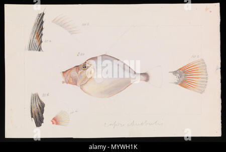 Arthur Bartholomew Silver Dory, Cyttus australis Google Art Project ...