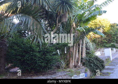 Garden with palm trees English Riviera Torquay Devon England United ...