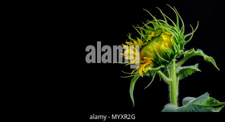 Isolated sunflower core close up over a black background, macro new ...
