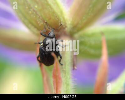 UK weather, insects in West Yorkshire. A warm but cloudy day gave ...