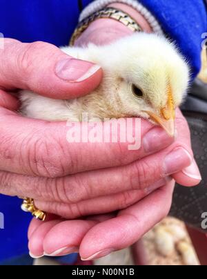 Elegant Farmer Easter Celebration, Mukwonago, WI USA, 31st March 2018 ...